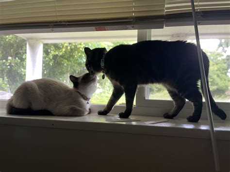 Vet Recommendations Rburnaby