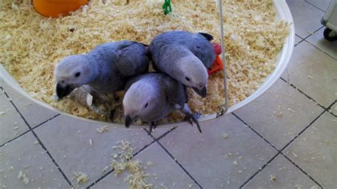 Silver Parrot Squawk