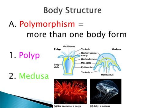 Phylum Cnidaria Classes 1 Coral Anthozoa 2 Hydra Hydrozoa Ppt