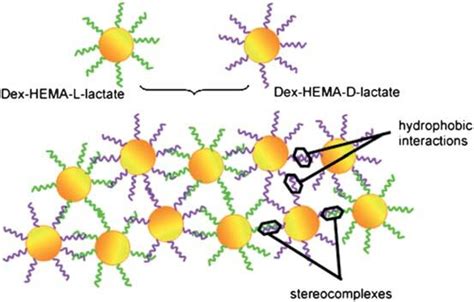 Schematic Representation Of Self Assembling Hydrogels Of Pllaand Download Scientific Diagram