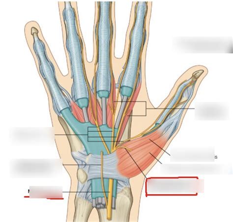Median Nerve Diagram Quizlet