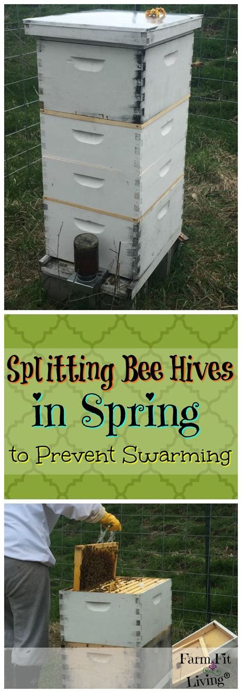 Splitting Bee Hives In Spring To Prevent Swarming Bee Hive Bee Hive