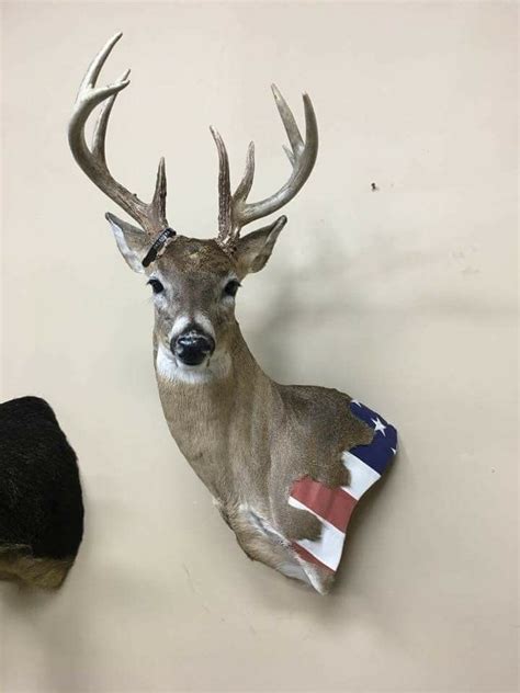 11 Best Moose Mounts Images On Pinterest Taxidermy Moose And Elk