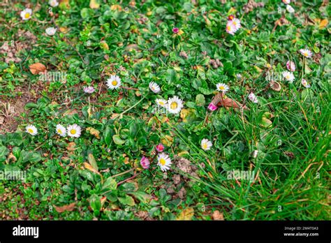 Spring Natural Background Flowers And Green Grass Land Background