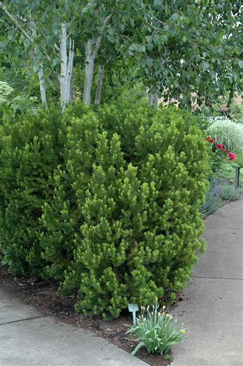 Screening Shrubs For Shady Areas