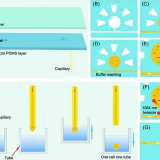 AI Assisted Single Cell Sorting And Proliferation A Confusion Matrix
