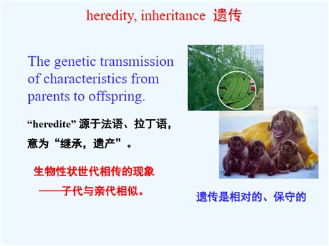 遗传学戴灼华第3版第1章 绪论word文档免费下载亿佰文档网