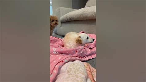 톰과 제리같은 사이 Youtube