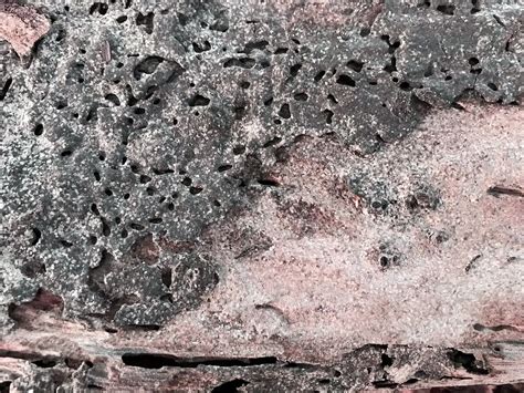 Termites Dans La Maison Signes Et Traitements Efficaces