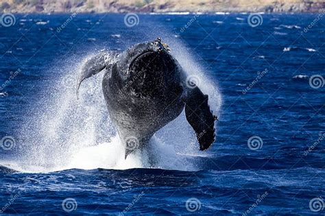 Humpback Whale Jump Stock Image Image Of Mammal Closeup 153486583