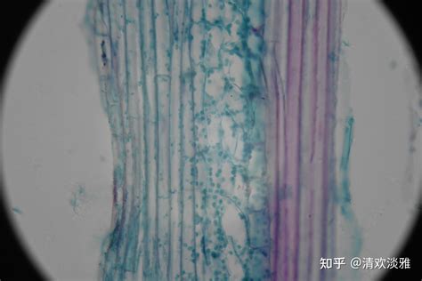 南瓜茎纵切 知乎