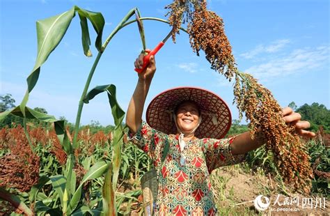 高粱熟了美景添 四川农网