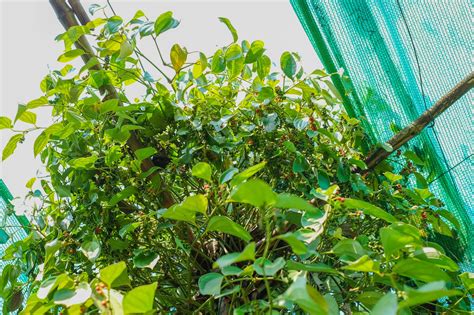 ម្រេចខ្មៅ ជាផលិតផលដ៏សំខាន់របស់កម្ពុជា និងមានប្រយោជន៍ជាច្រើន