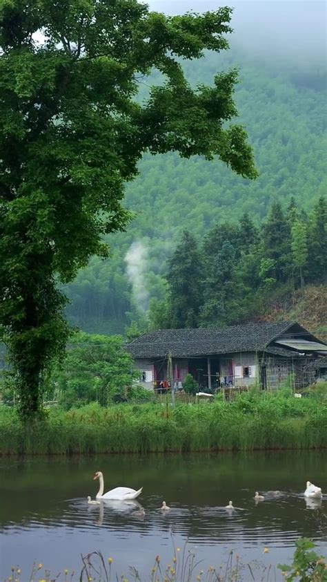 鸭鸭 风景手机动态壁纸 风景手机壁纸下载 元气壁纸
