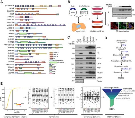 Interaction Mapping Of Endoplasmic Reticulum Ubiquitin Ligases