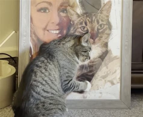 さびしいよ 亡くなったパパ猫の肖像画にスリスリ。 ねこのこと。～猫がもっと好きになる動画紹介サイト～