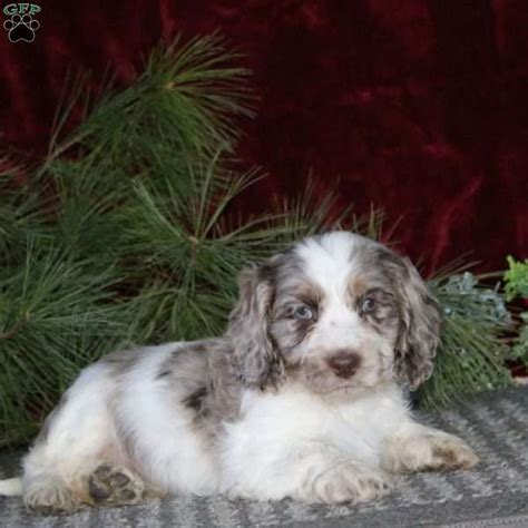 Dandy Cockapoo Puppy For Sale In Pennsylvania
