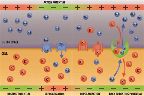 Action Potential The Definitive Guide Biology Dictionary
