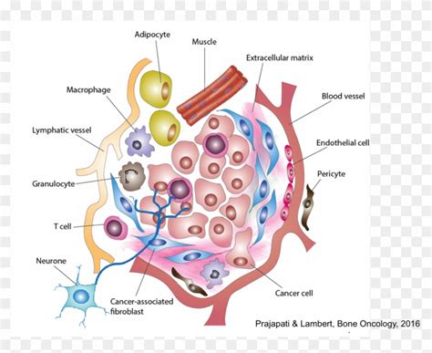 Schematic Of The Tumour Microenvironment Tumor Microenvironment