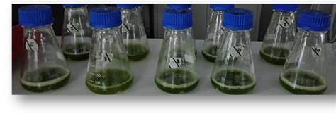Publication Scenedesmus Rubescens Heterotrophic Production Strategies
