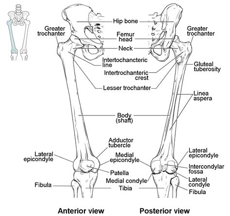 Tibia And Fibula Diagram