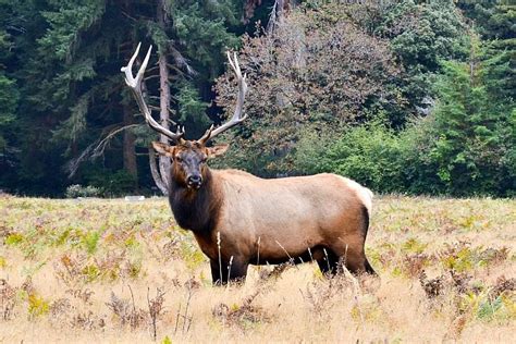 Elkhorn Wildlife Area To Conduct Elk Habitat Enhancement This Summer