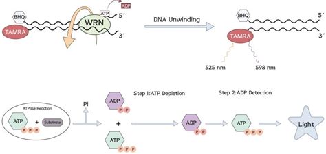 Tj Bing On Linkedin Comprehensive Target Based Assays