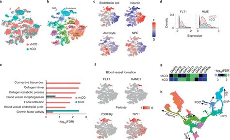 Single Cell Analysis Of VhCOs A B TSNE Plot Of Single Cells Download Scientific Diagram