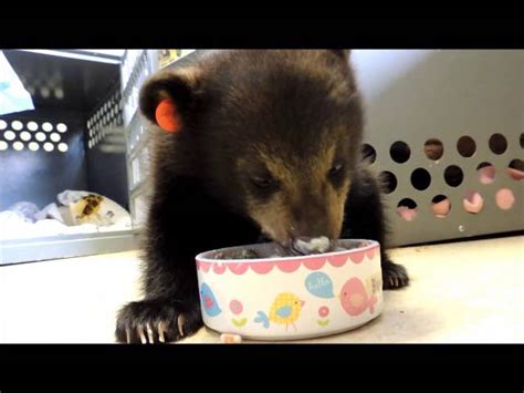 Cute Grizzly Bears Eating Cub