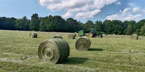 Novel Endophyte Tall Fescue Has Great Potential As A High Value Hay