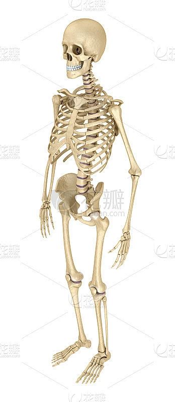 人体骨骼隔离医学上准确的3d插图素材 花瓣网
