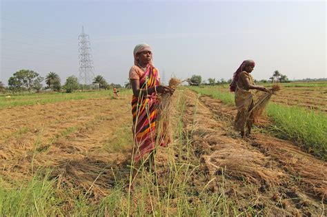 Launch Of New Fao Report The Status Of Women In Agrifood Systems Time