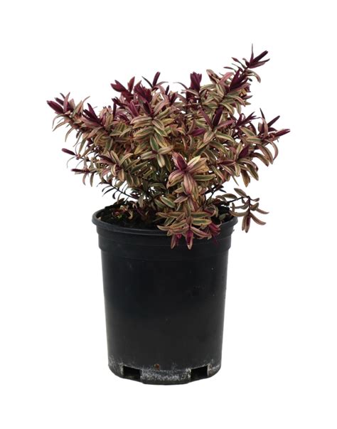 Hebe Surf Break The Garden Corner