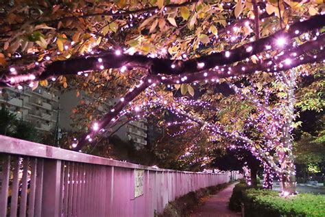 冬の桜r 目黒川みんなのイルミネーション2022開催｜品川区