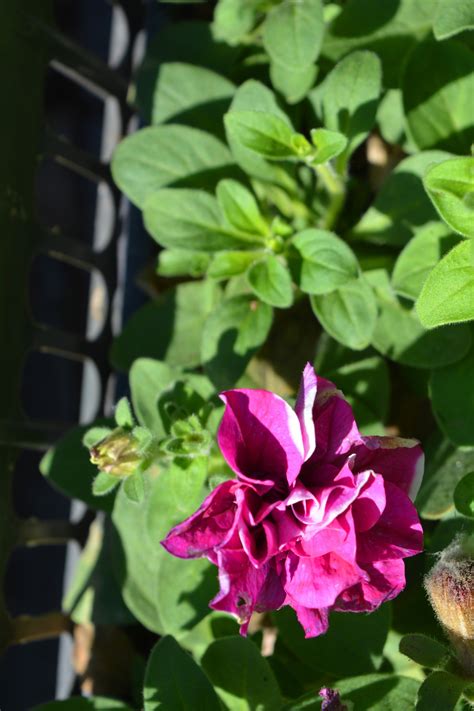 ბორჯომის ცენტრალური ისტორიული პარკი Borjomi Central Historical Park ბორჯომის ცენტრალური