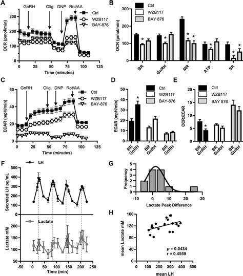 Glut1 Mediates Gnrh Induced Glycolysis In Gonadotropes Ac Ocr A