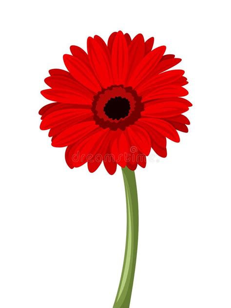 Красный Gerbera с стержнем Иллюстрация вектора Иллюстрация вектора