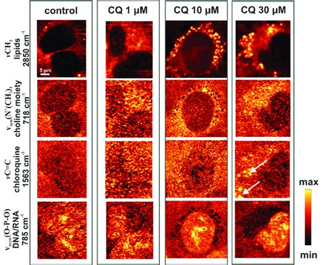 Examples Of Raman Images Of The HMEC 1 Cells The Control Cells And