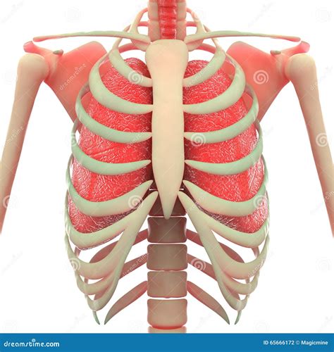 Human Anatomy Of The Lungs Stock Photos Human Anatomy Of