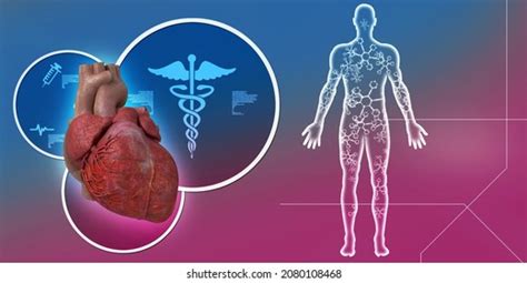 3d 삽화 인체 해부학 스톡 일러스트 2033099834 Shutterstock