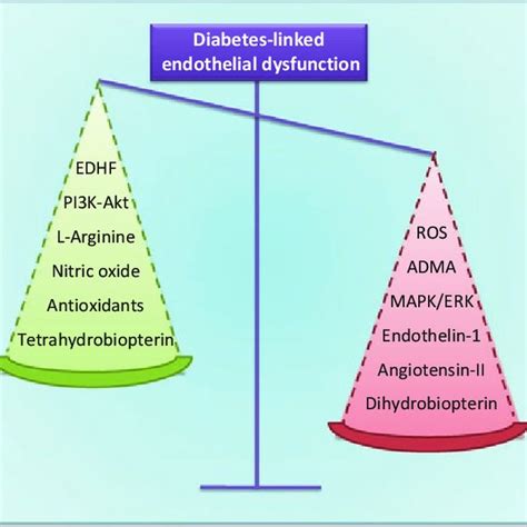 1 Molecular Imbalance In Diabetes Linked Endothelial Dysfunction