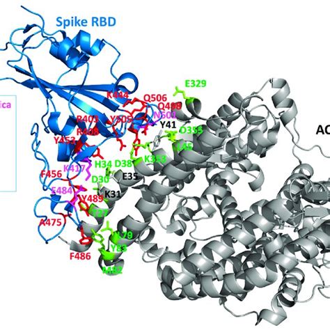 Analysis Of The Spike Receptor Binding Domain Rbd In A Simulated