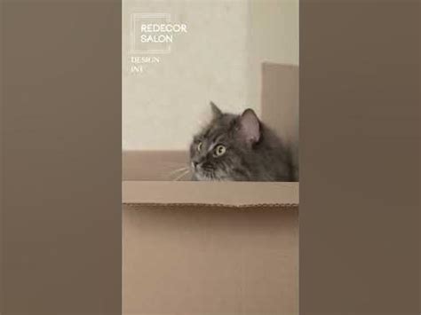 Котик на удачу - YouTube