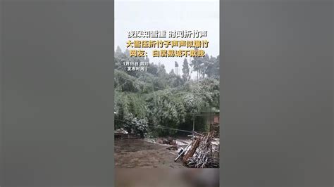 夜深知雪重，时闻折竹声；大雪压折竹子声声似爆竹，网友：白居易诚不欺我 Youtube
