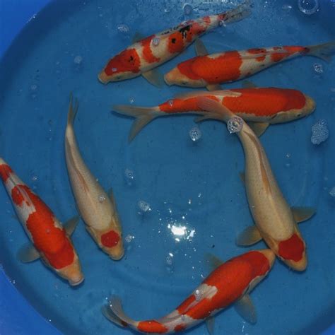 Koi Gender Identification Ways To Tell Koi Sex Pond Informer