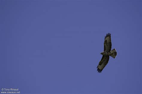 Buse Variable Tori348110