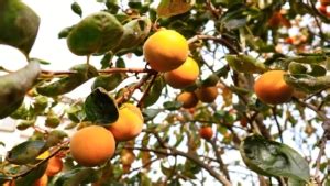 How To Plant Grow And Care For Fuyu Persimmon