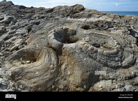 Fossil Hunting Near Lulworth Cove At Wilda Talley Blog