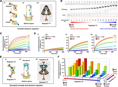 Programmable Allosteric Dna Regulations For Molecular Networks And