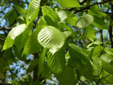 Birch Leaf Extract Packaging Type Hdpe Drum Packaging Size 25 Kg At
